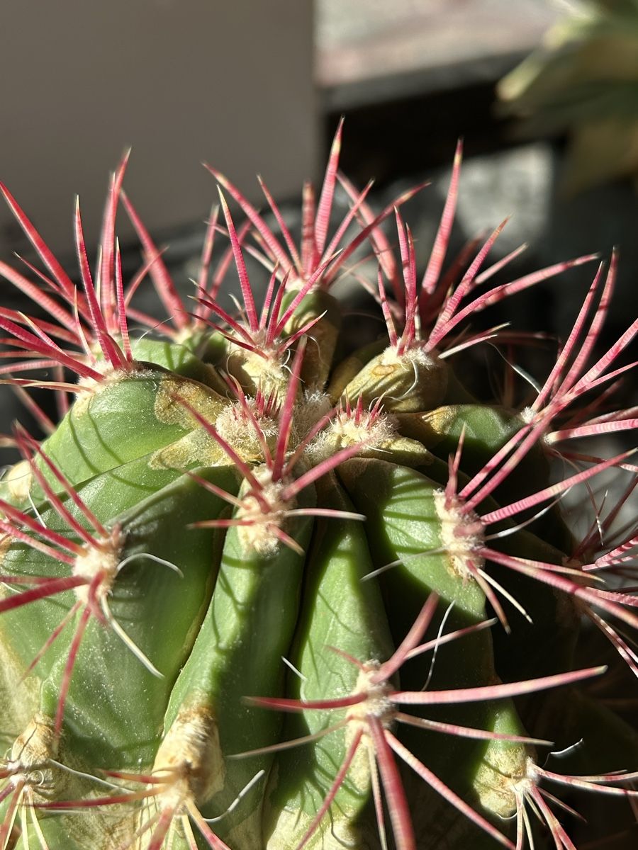 Cactus Biznaga Barril (D'occasion) à Biel/Bienne pour CHF 5 – retrait ...