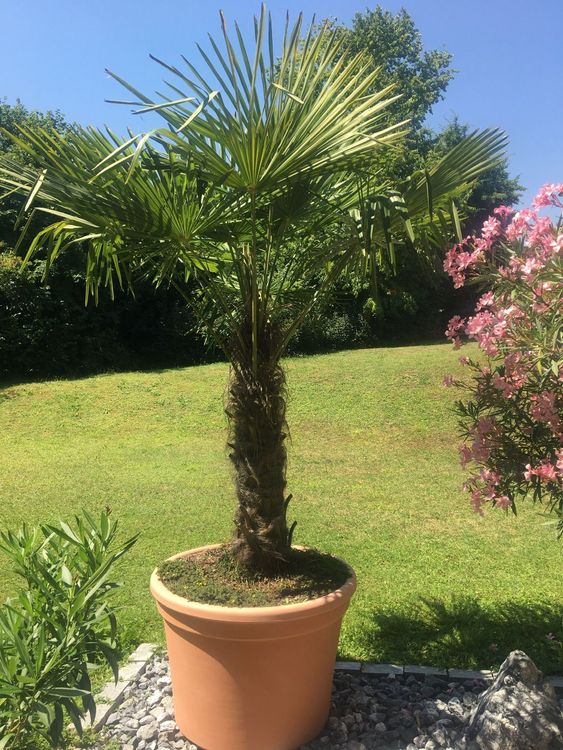 Palme | Kaufen auf Ricardo