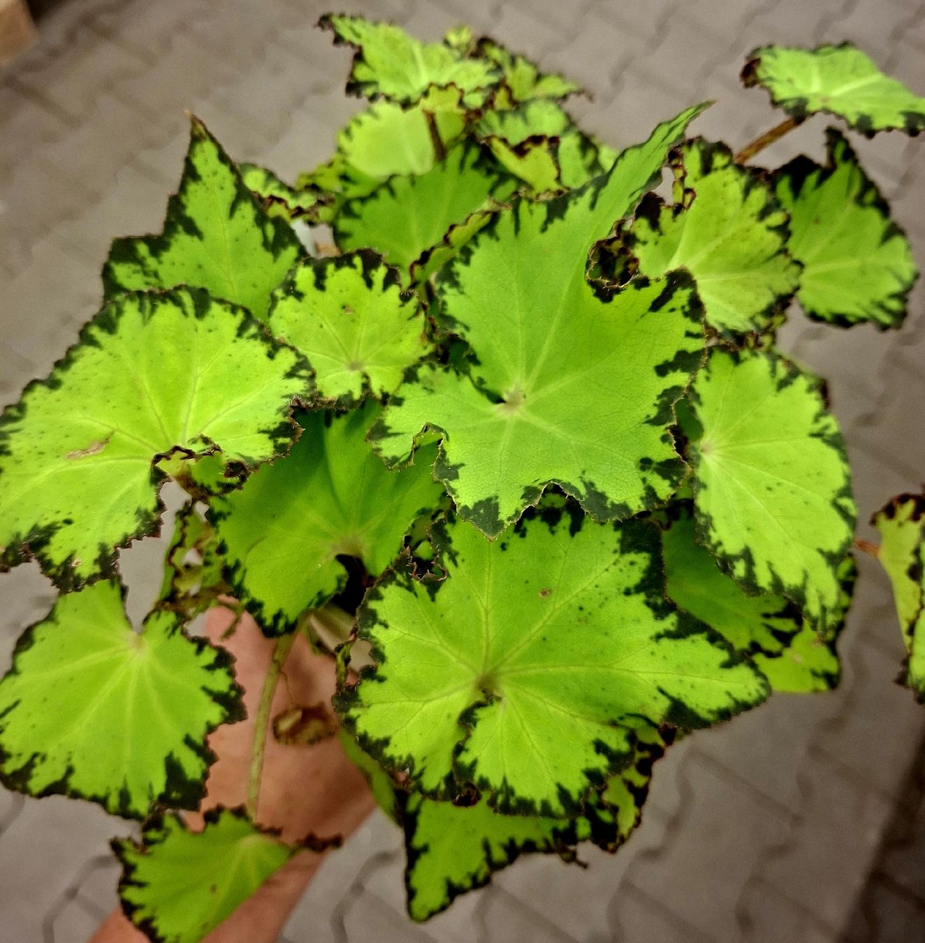 RARE Begonie "Rex Jive" D 30 cm, im Keramiktopf, für drinnen (Neu und ...