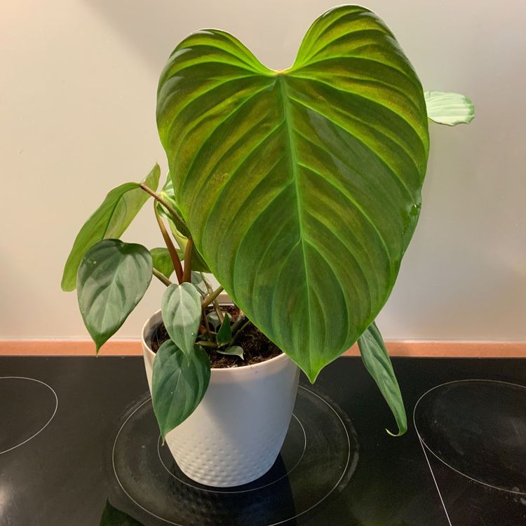 Philodendron Fuzzy—nur Abholung | Kaufen auf Ricardo