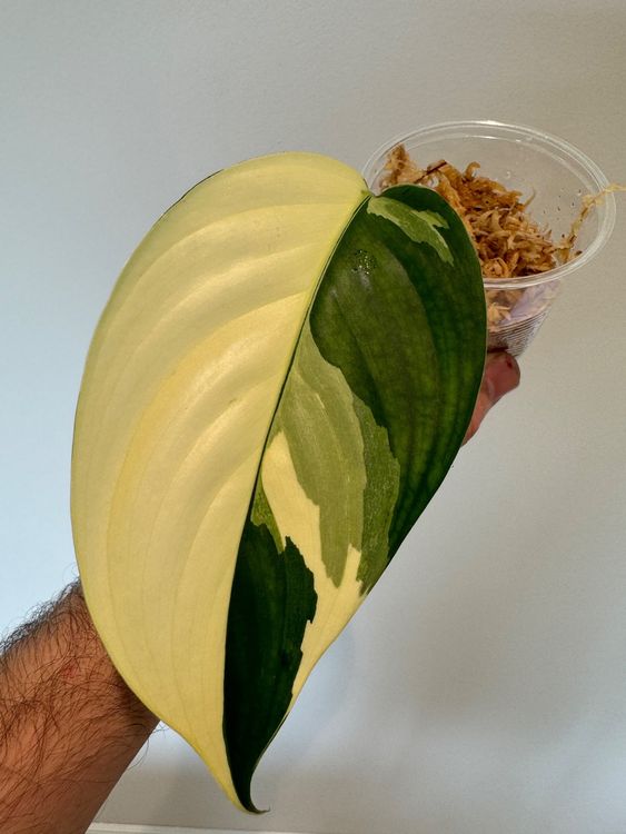 Scindapsus Blue Albo Variegated (Neu (gemäss Beschreibung)) in Meilen ...