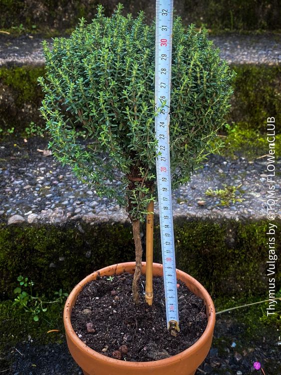 THYMIAN - 3x Thymus Vulgaris - GREEN, AUREA, ALBA Bäumchen | Kaufen auf ...