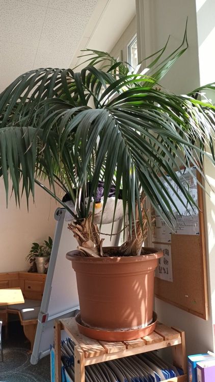 Palme | Kaufen auf Ricardo
