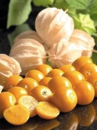 PHYSALIS GOLDIE Cerise de terre sucrée ! | Kaufen auf Ricardo