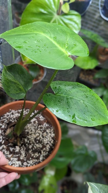 Monstera Green on Green small form | Kaufen auf Ricardo