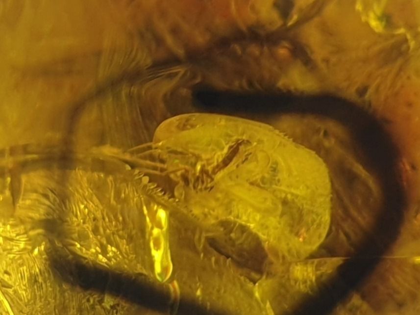 Bernstein mit Insekt Inklusen Anhänger möglich selten schön | Kaufen ...