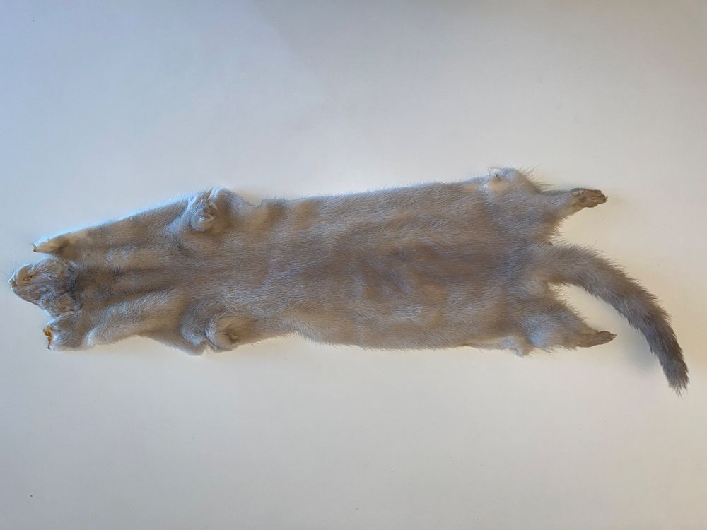 Hermelinpelz, ganzes Fell von einem Hermelin (Gebraucht) in für CHF 15 ...