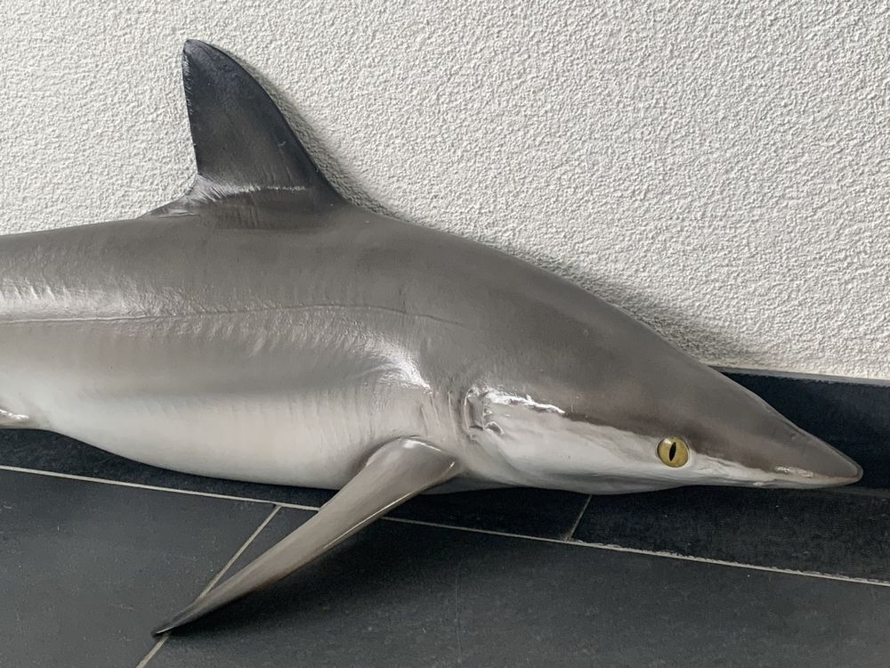 Hai Fisch Model aus Polyester- Einzelanfertigung (Neu (gemäss ...