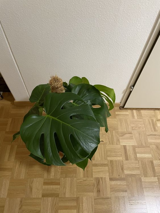 Monstera deliciosa Pflanze mit Moosstab c.a 80 cm hoch Nr. 1 | Kaufen ...