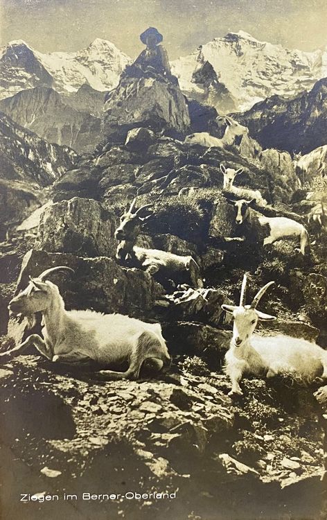 Alte Foto AK Ziegen im Berner Oberland inkl. Geissenpeter (Gebraucht) in Root für CHF 1 – mit ...