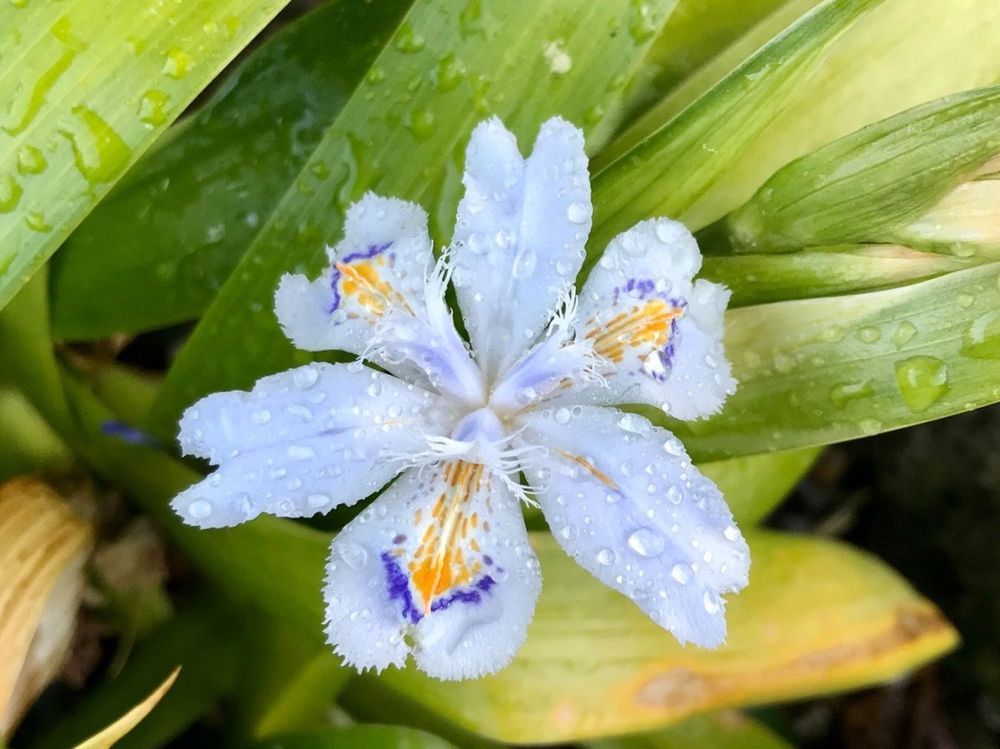IRIS CRISTATA - DWARF CRESTED IRIS (Neu (gemäss Beschreibung)) in für ...