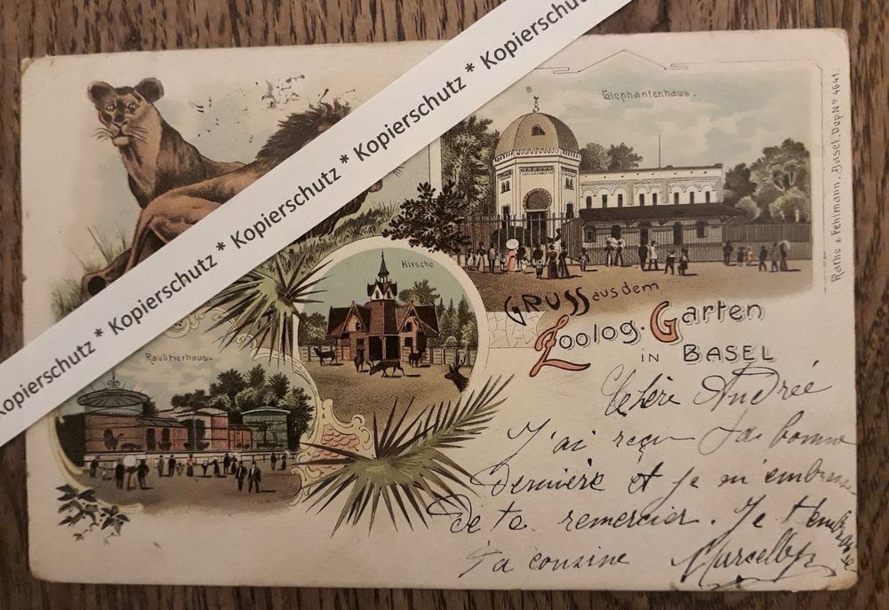 AK Ansichtskarte Basler Zolli, Zoo Basel, gelaufen 1905 | Kaufen auf ...