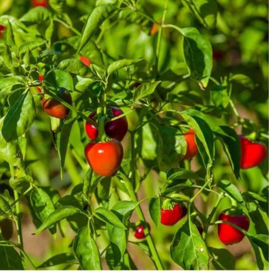 Chili, Kirschchili "Bacio del Diavolo" 35.000 SHU/ 5 Samen (Neu (gemäss ...