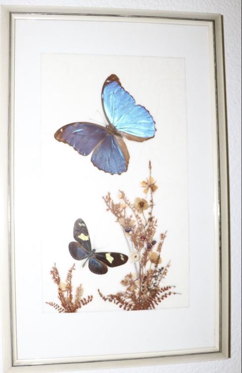 Schmetterlinge (Gebraucht) in Freienbach für CHF 50 – mit Lieferung auf Ricardo kaufen