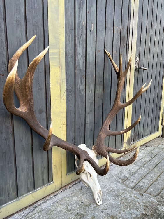 hirschgeweih hirsch geweih riesig | Kaufen auf Ricardo