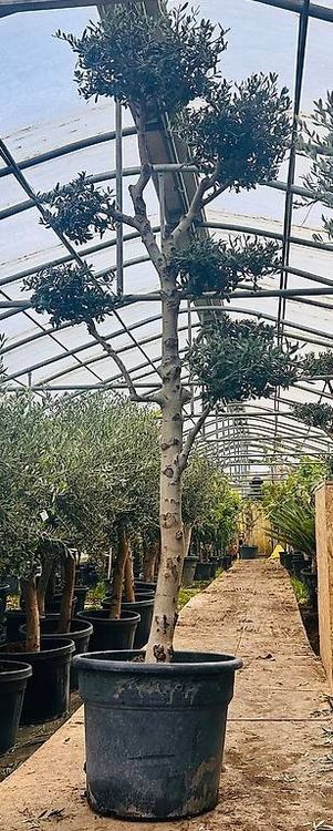 Olivenbaum "Majestätische Eleganz“ winterhart (Neu (gemäss Beschreibung)) in Zuckenriet für CHF ...