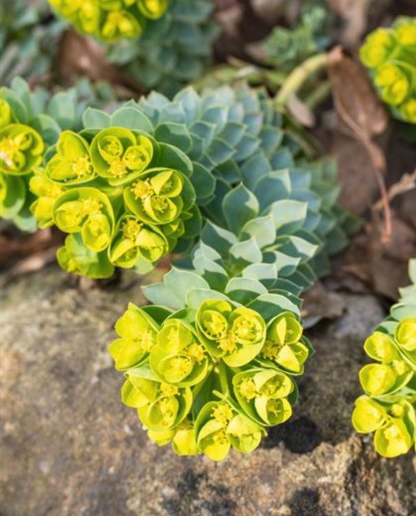 Myrtle Spurge Euphorbia / Walzen-Wolfsmilch - Gelb (Neu (gemäss ...