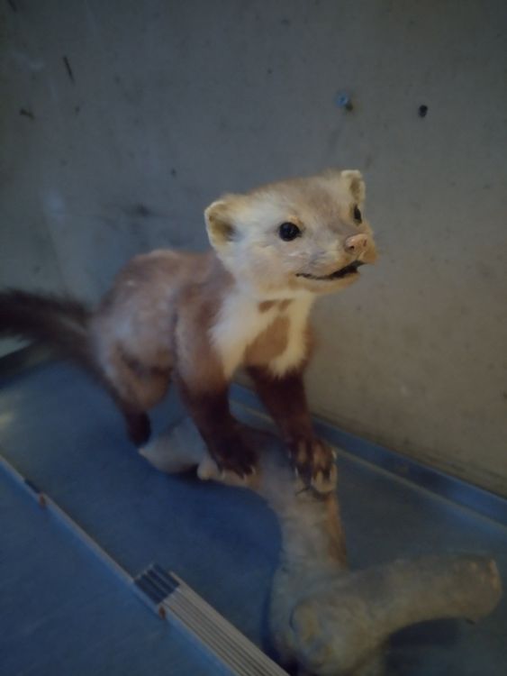 Schönes Marder Präparat (Gebraucht) in Wettingen für CHF 59 – mit Lieferung auf Ricardo kaufen