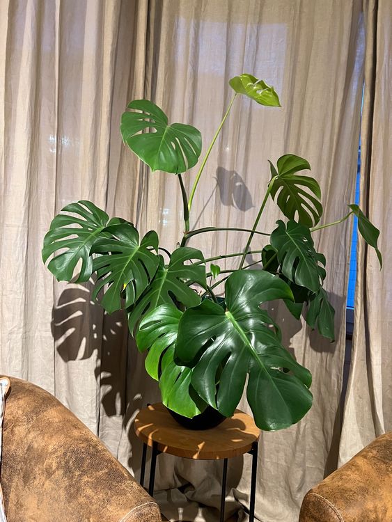 Wunderschöne Monstera | Kaufen auf Ricardo