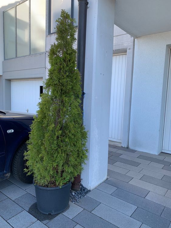Grosse Thuja im Topf, 2m hoch | Kaufen auf Ricardo