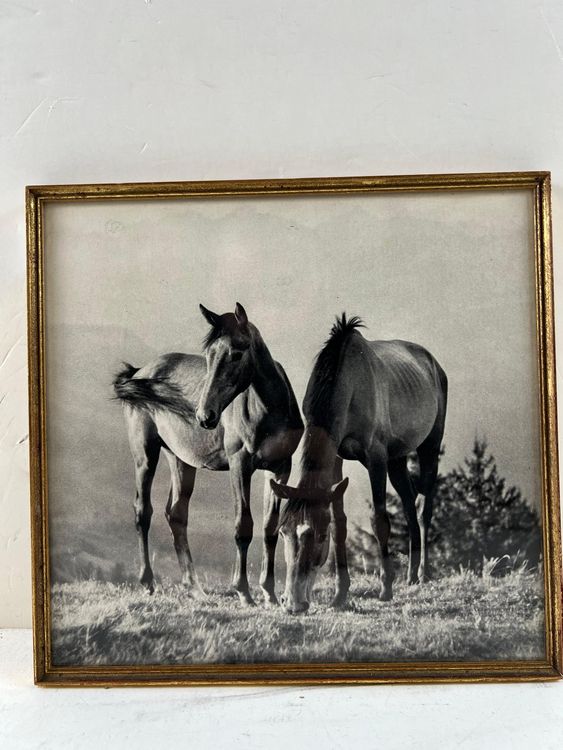 Pferden Bild (Gebraucht) in Neuhausen am Rheinfall für CHF 5 – mit Lieferung auf Ricardo kaufen