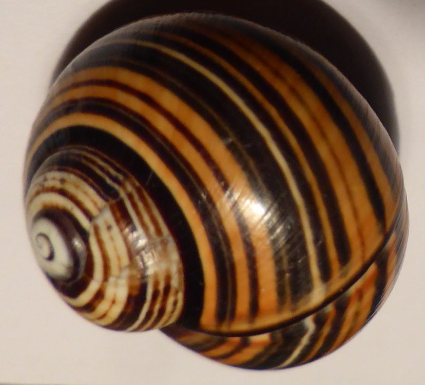 SEHR SELTENE POLYMITA NIGROLIMBATA,- WUNDER DER NATUR, (Gebraucht) in ...