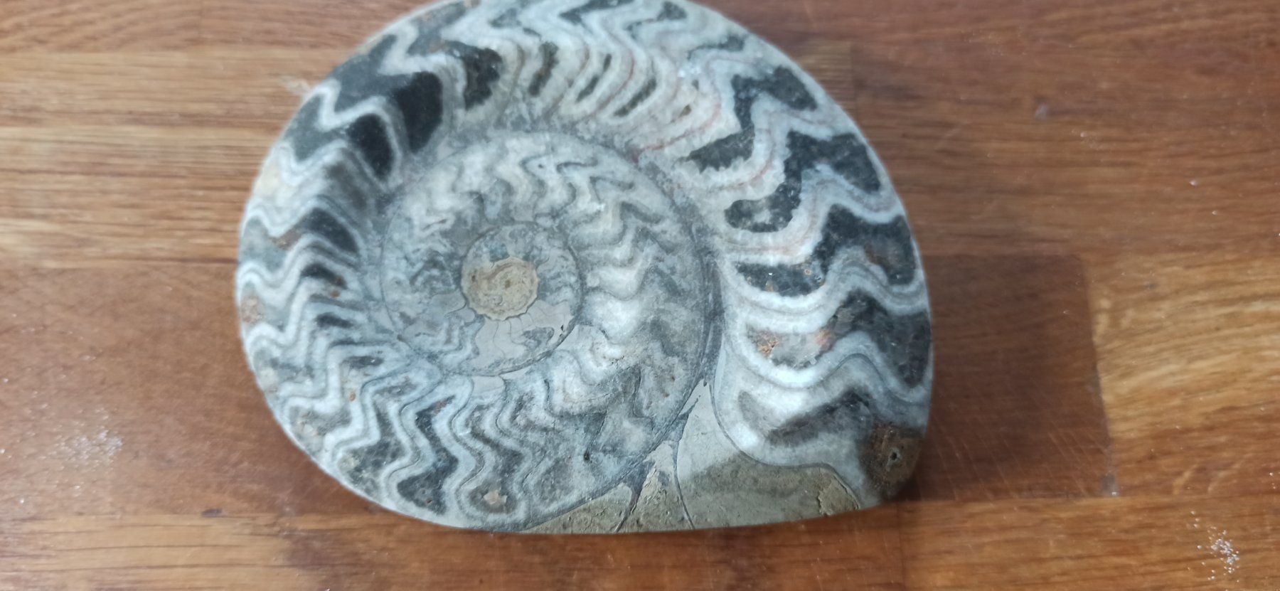 Versteinerung Fossilien (Gebraucht) in Luzern für CHF 42 – mit ...