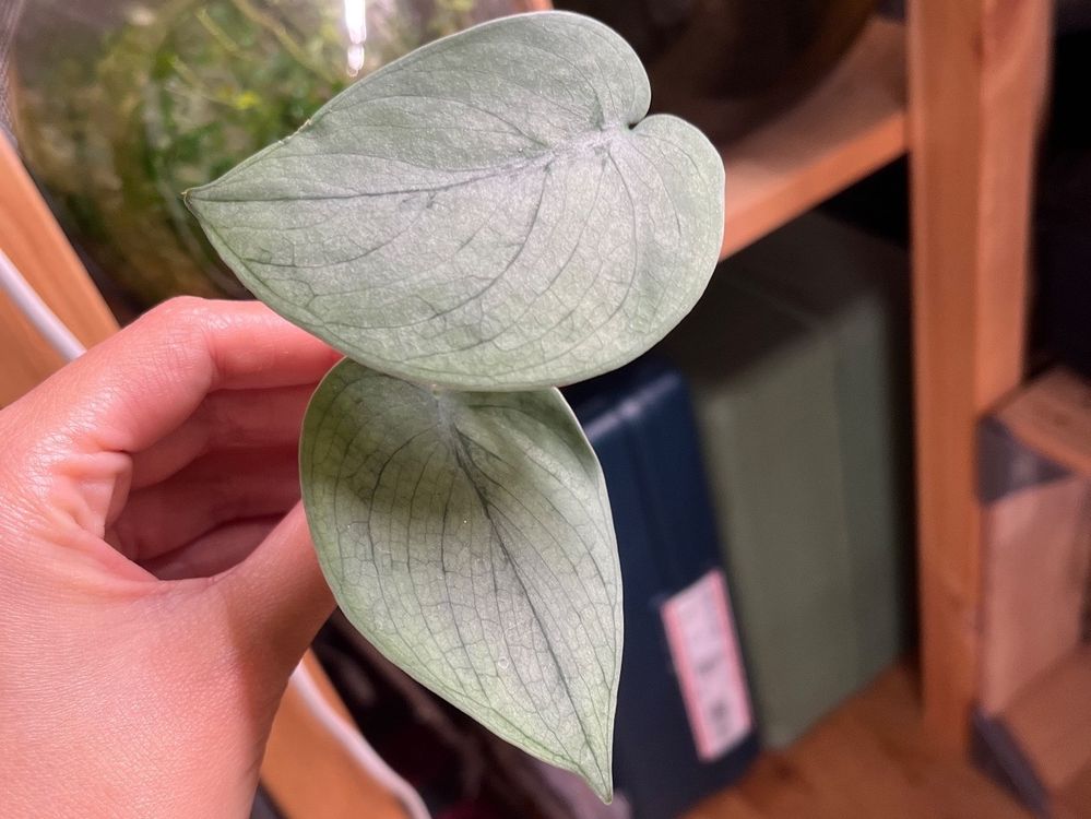 Rare Scindapsus Silver Hero Platinum | Kaufen auf Ricardo