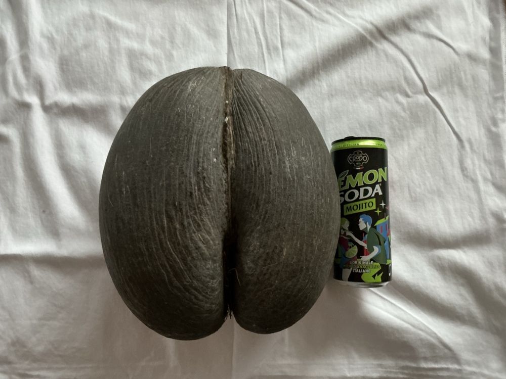 Coco de mer zu bezahlbarem, normalen Preis… (Neu (gemäss Beschreibung ...