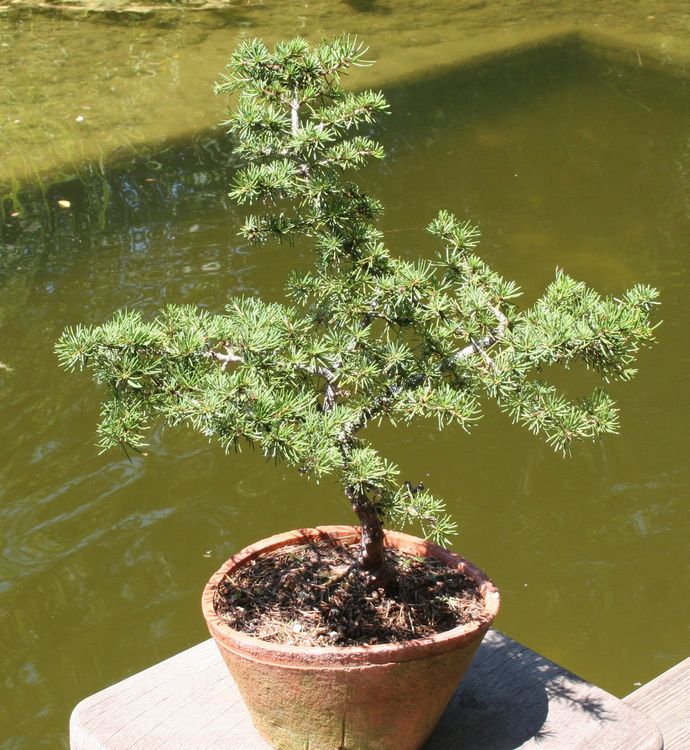 BONSAI - Libanon Zeder | Kaufen auf Ricardo