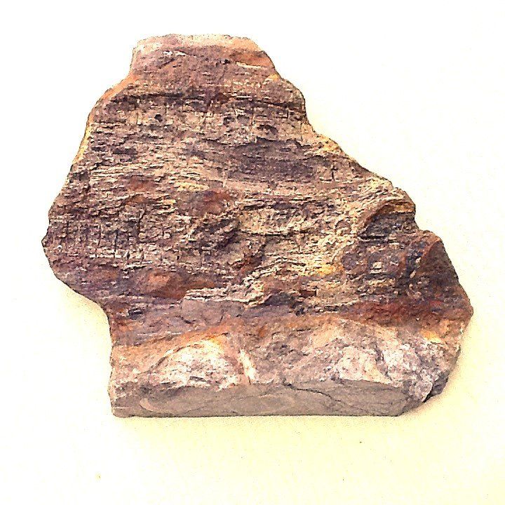 Fossilien aus der Schweiz (Gebraucht) in Olten für CHF 6 – mit Lieferung auf Ricardo kaufen