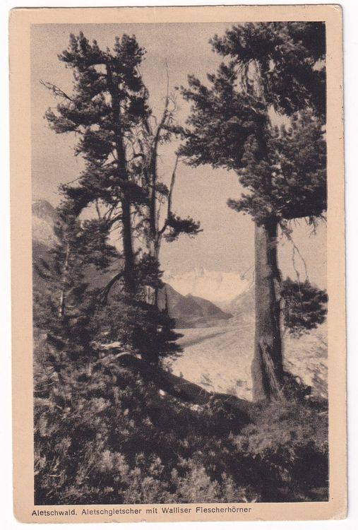 Aletschwald. Aletschgletcher mit Walliser Fiescherhörner (Gebraucht) in Cormoret für CHF 1 – mit ...