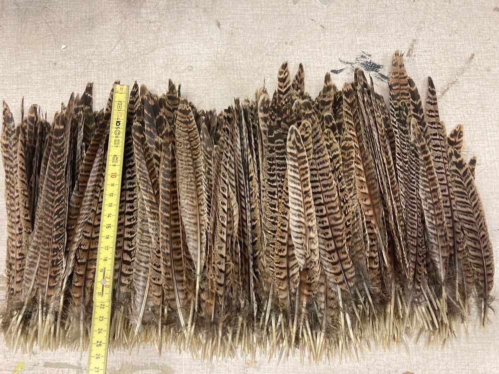 500 Fasanen Federn (Gebraucht) in Grosswangen für CHF 40 – mit ...
