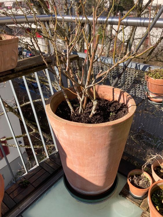 Grosser Terracotta-Pflanzentopf (Gebraucht) in Zürich für CHF 110 – nur ...