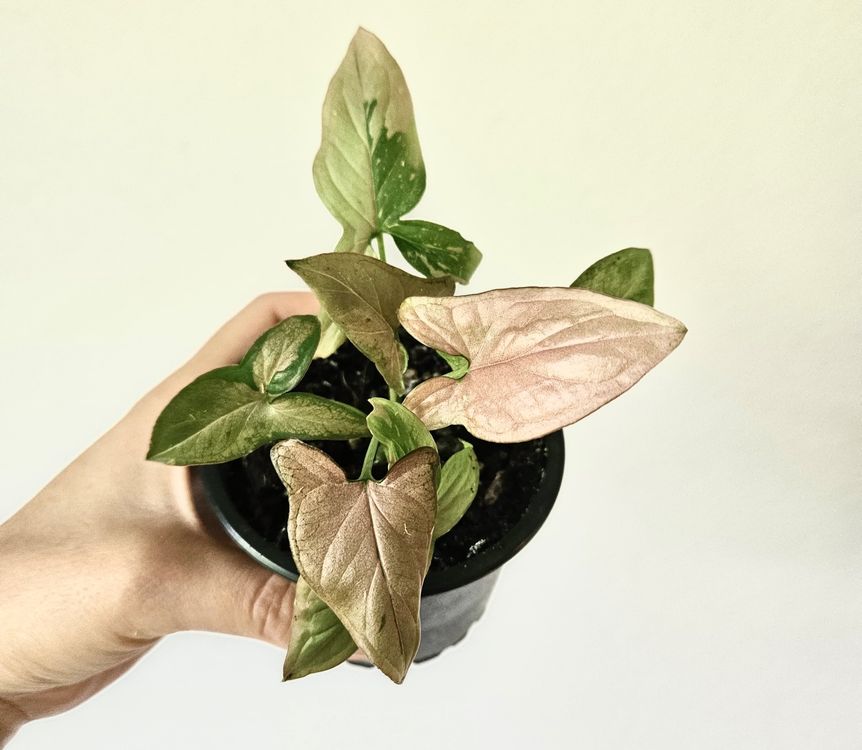 Syngonium red spot/ pink splash (Gebraucht) in Forch für CHF 9 – mit ...
