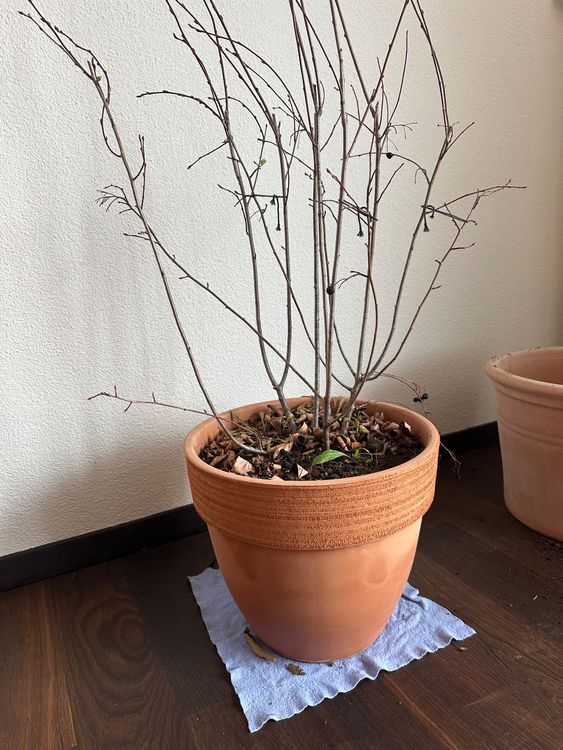 3x plant pots (Gebraucht) in Cham für CHF 5 – nur Abholung auf Ricardo ...