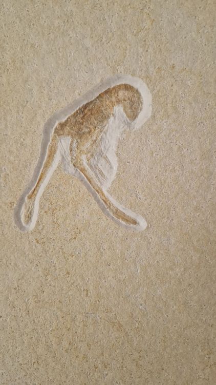 Fossiler Mecochirus longimanus (Gebraucht) in Niederhasli für CHF 55 ...