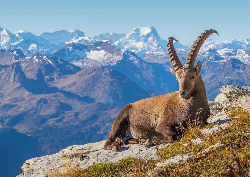 Ravensburger 1000 Teile Puzzle Steinbock im Toggenburg (Neu und originalverpackt) in Oensingen ...