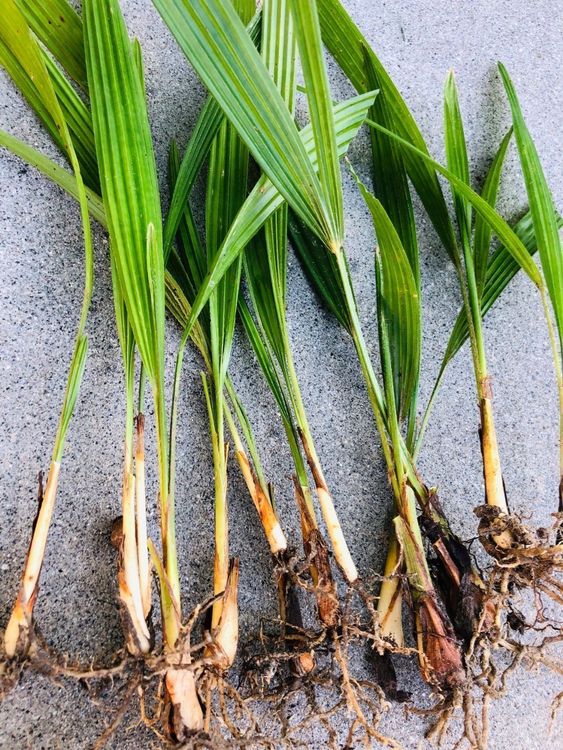 6 Stk Mini TESSINER PALMEN 10 cm hochPalmier du Tessin PALMA | Kaufen ...