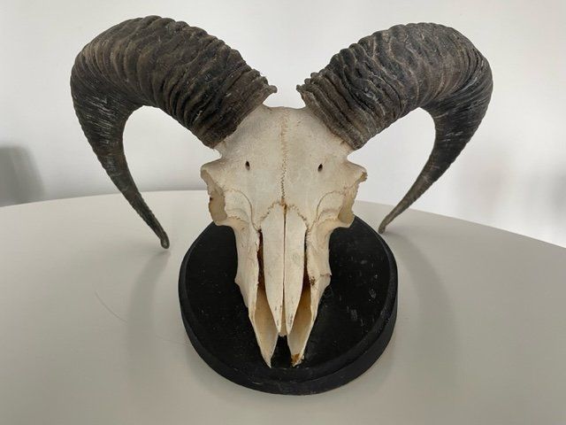 Sehr schöne Mufflon Widder Trophäe (Gebraucht) in Meilen für CHF 129 – mit Lieferung auf Ricardo ...