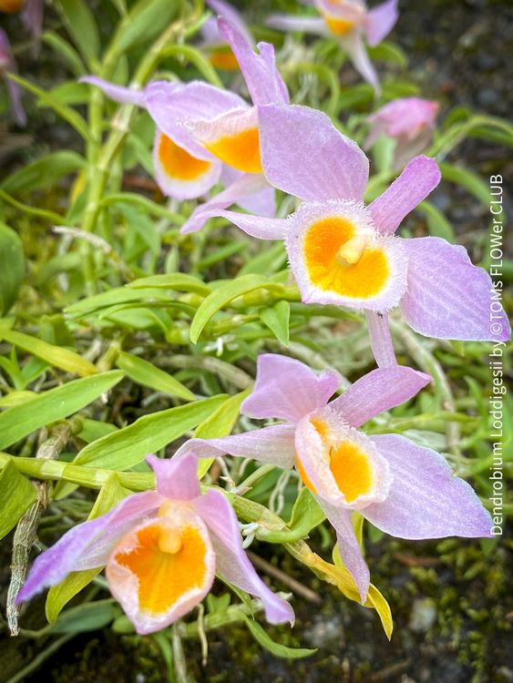 Dendrobium Loddigesii - bezaubernde Miniatur Orchidee | Kaufen auf Ricardo