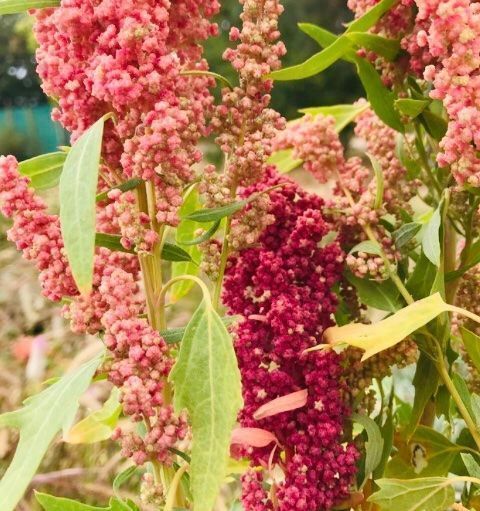 Ab 1.- fr SAMEN GRAINES SEMI SEEDS Quinoa (Neu und originalverpackt) in ...