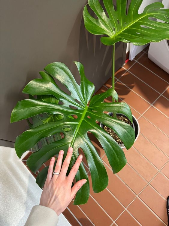 Monstera Deliciosa Large Form (Neu (gemäss Beschreibung)) in Zürich für ...