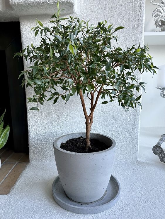 Ficus Pflanze inkl. Topf (Gebraucht) in Gunten für CHF 22.9 – nur ...