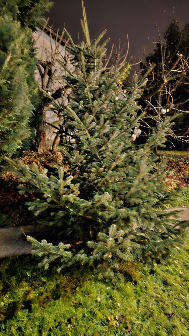 Weihnachtsbaum Nordmann Tanne, frisch geschnitten, über 3m (Neu und ...
