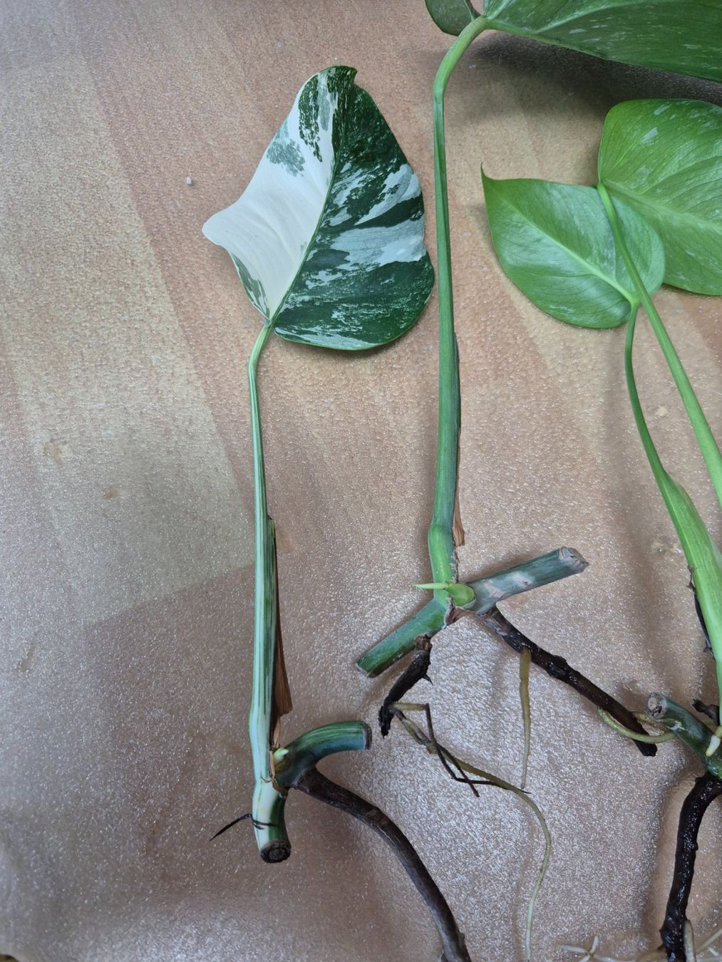 Luxus Monstera Variegata Samen Bild