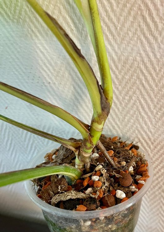 Monstera tricolor small form | Kaufen auf Ricardo