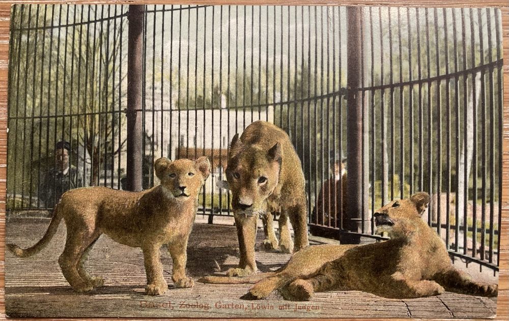 Basel, Zoolog. Garten, Löwin mit Jungen (Gebraucht) in für CHF 2 – mit Lieferung auf Ricardo kaufen