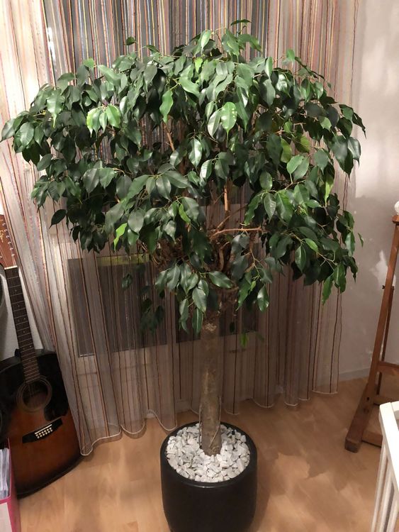 Ficus Baum Benjamin | Kaufen auf Ricardo