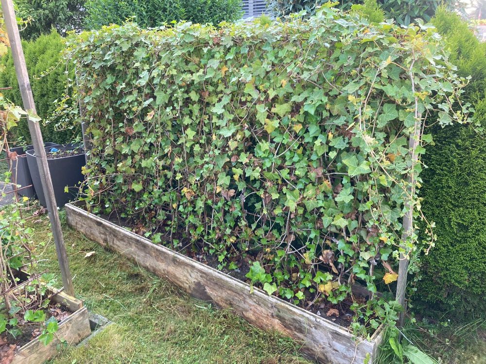 Efeu Gitter 7 Stk. | Kaufen auf Ricardo